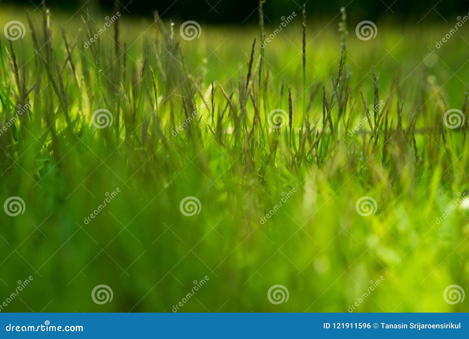 The Grass Hit by Sunlight on Soft Focus for Background . Stock Photo ...