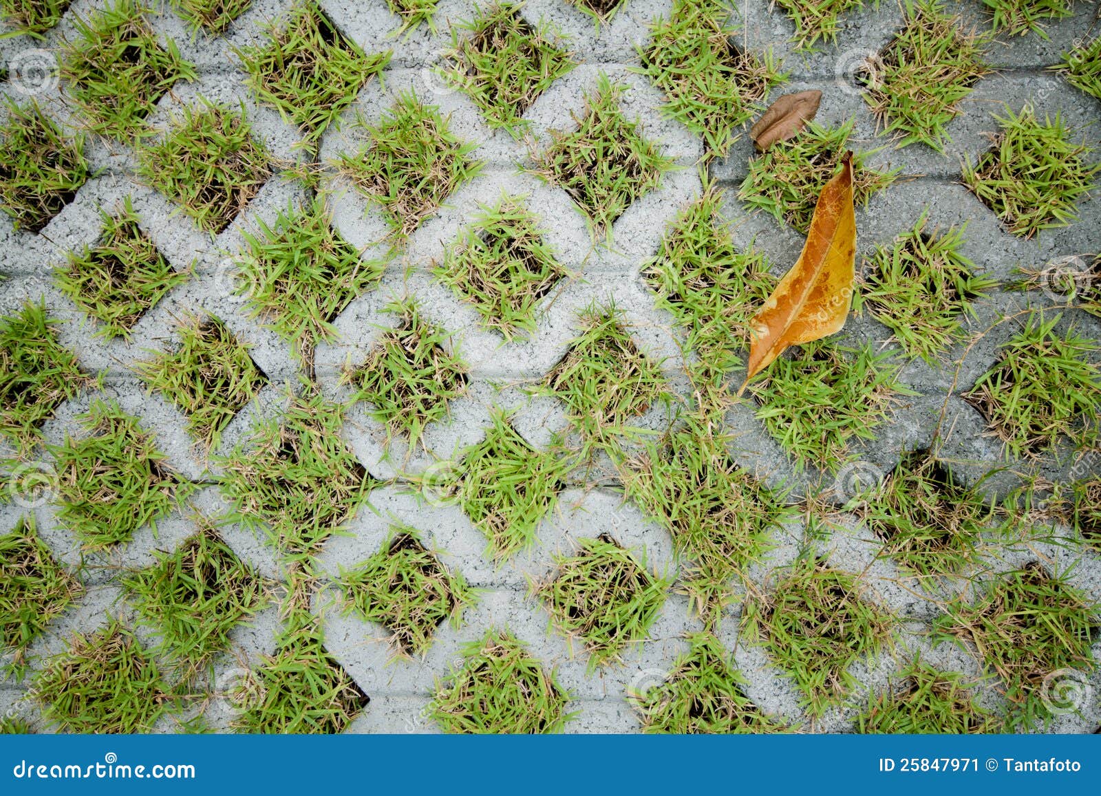 Grass in the Holes of Brick Pattern Stock Image - Image of estate, hole ...