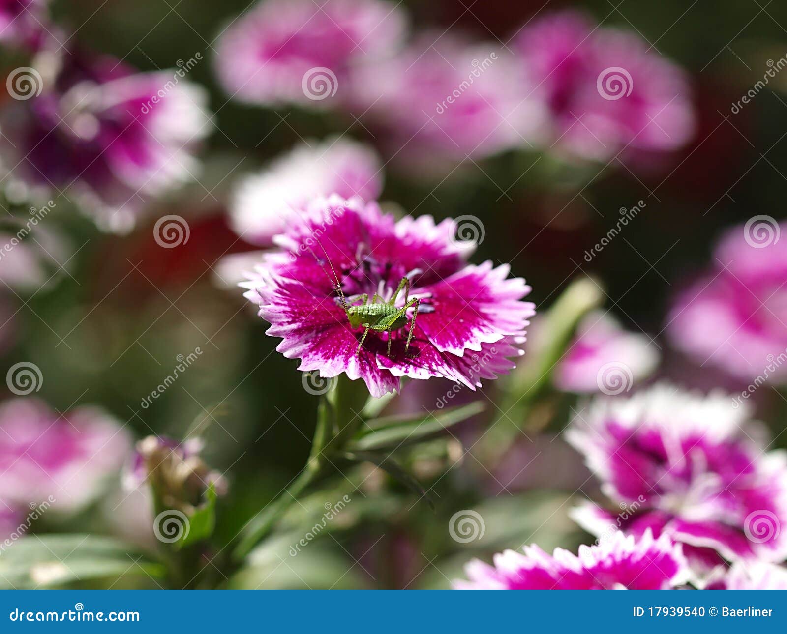 Grass hop stock photo. Image of antenna, leaf, locust - 17939540
