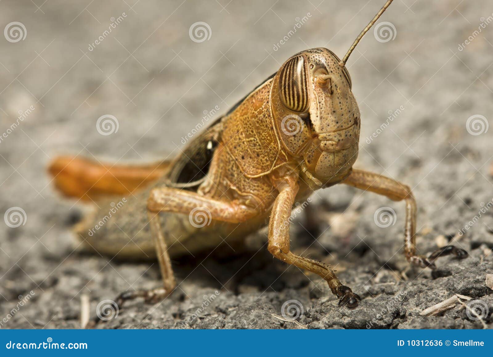 Grass hopper stock photo. Image of israel, insect, jump - 10312636