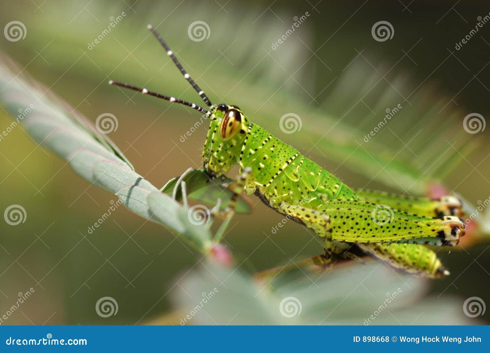 Grass hopper stock photo. Image of tree, lake, insect, wildlife - 898668