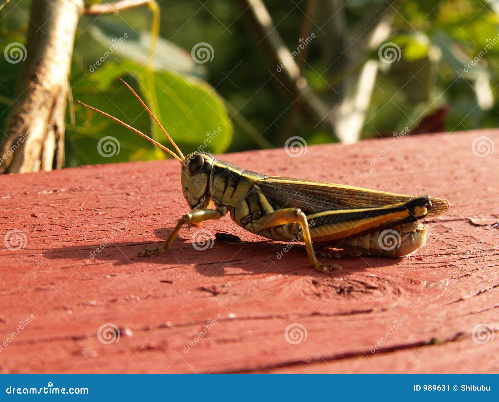 Grass hopper stock image. Image of hoppers, hopper, grasshopper - 989631