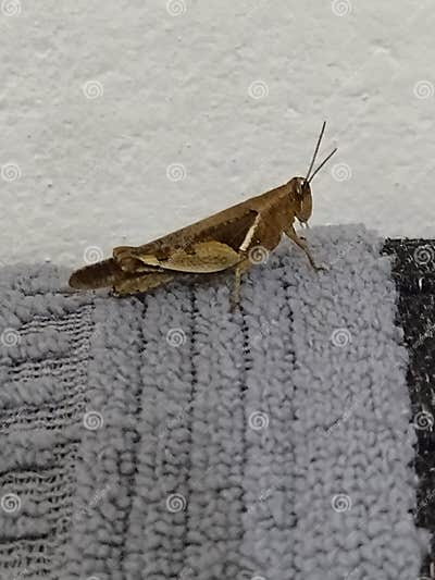 Grass hopper brown stock photo. Image of wing, insect - 255539074