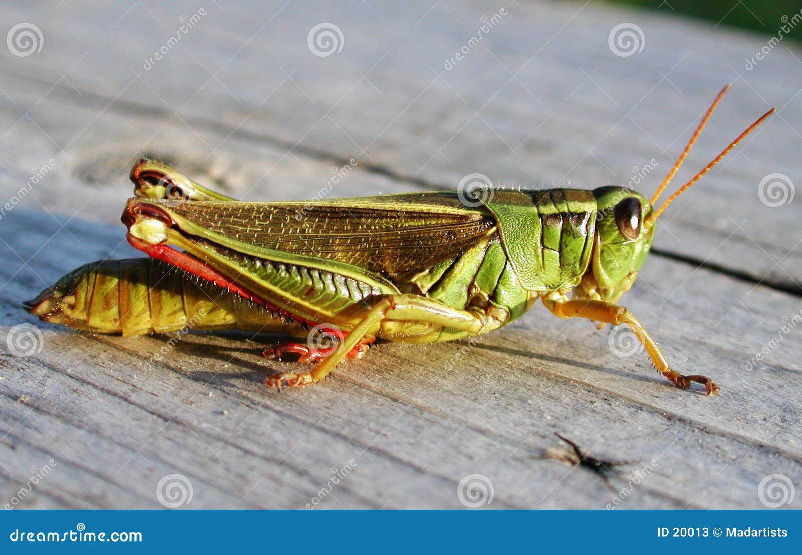 Grass Hopper Close Up Macro Stock Image - Image of macro, real: 20013