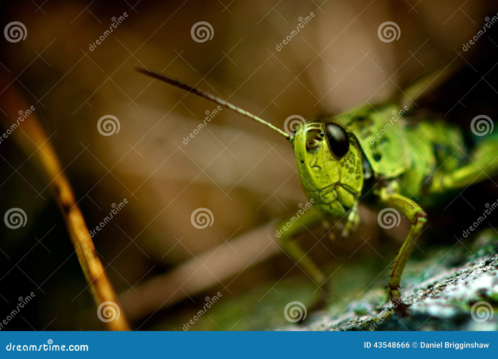 Grass Hopper Close Up Macro Stock Photo - Image of pest, pests: 43548666