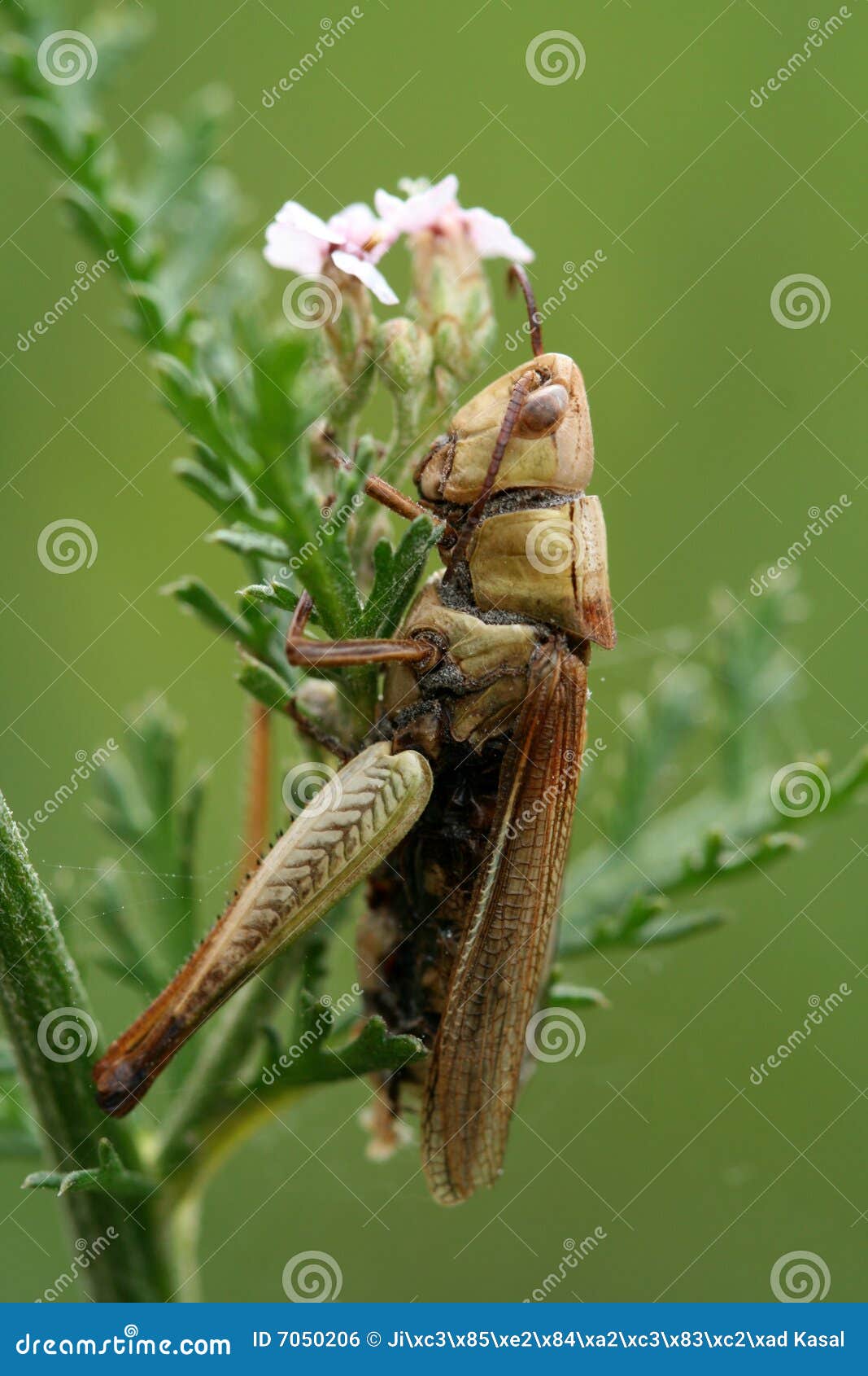 Grass-hopper On Grass Picture. Image: 7050206
