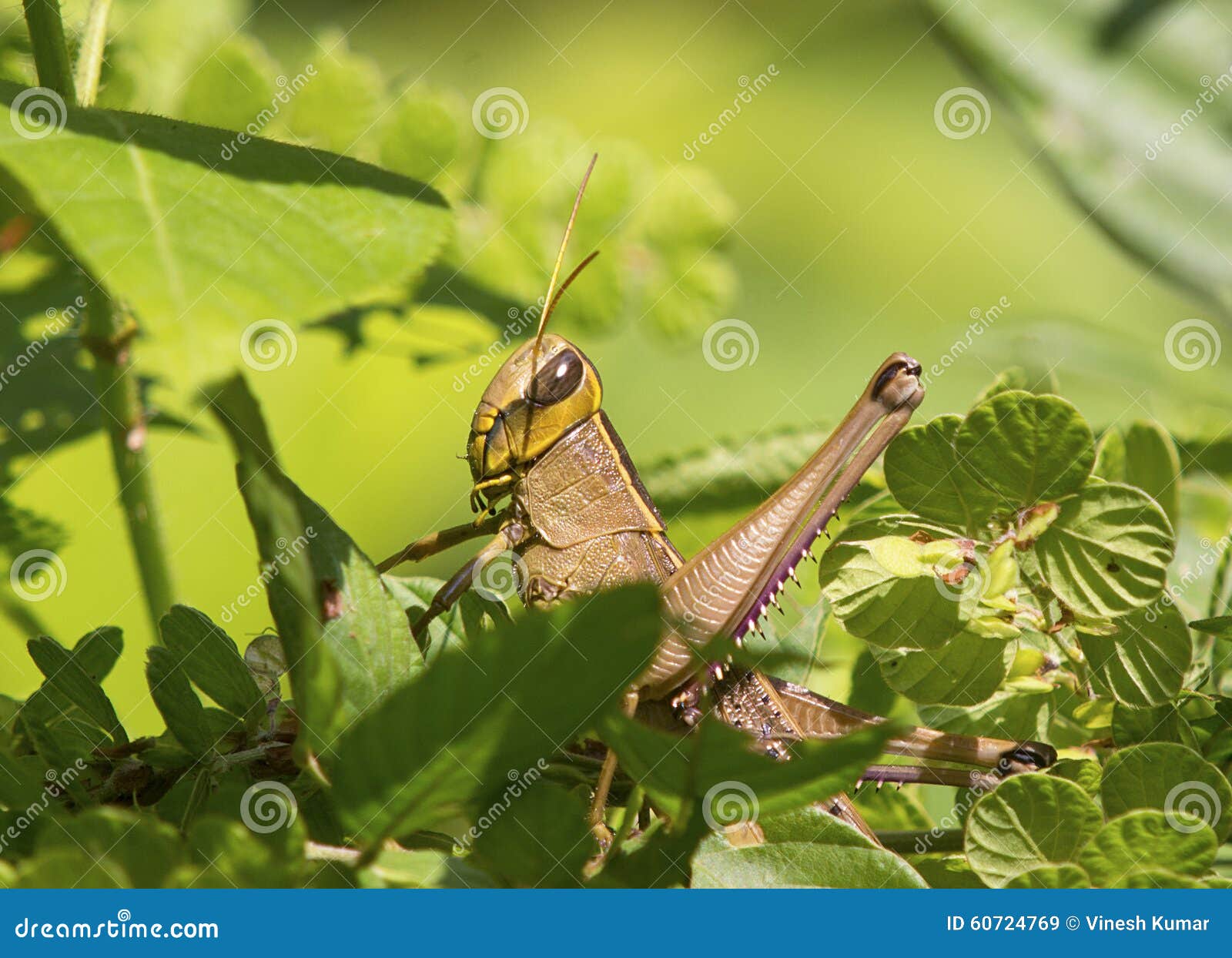 Grass hopper stock image. Image of grasshopper, skeleton - 60724769
