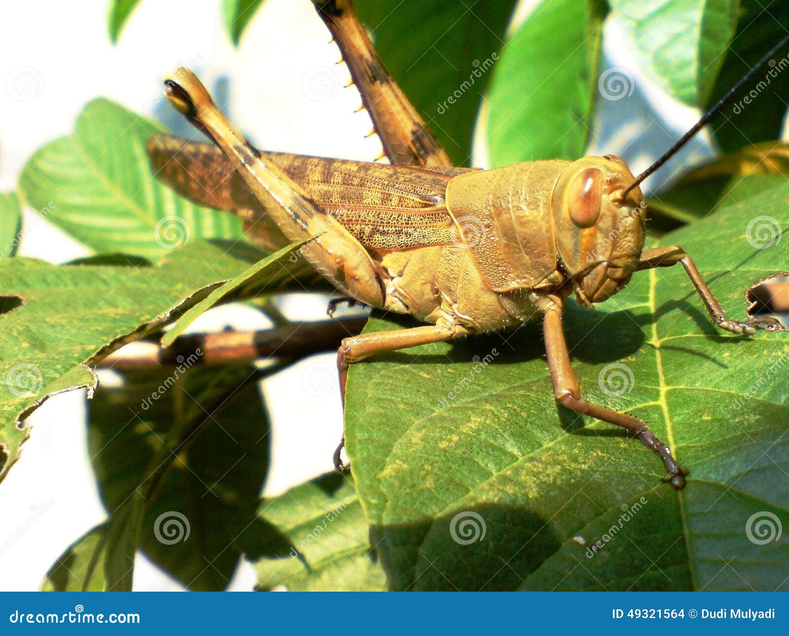 Grass Hopper stock photo. Image of grasshopper, caelifera - 49321564