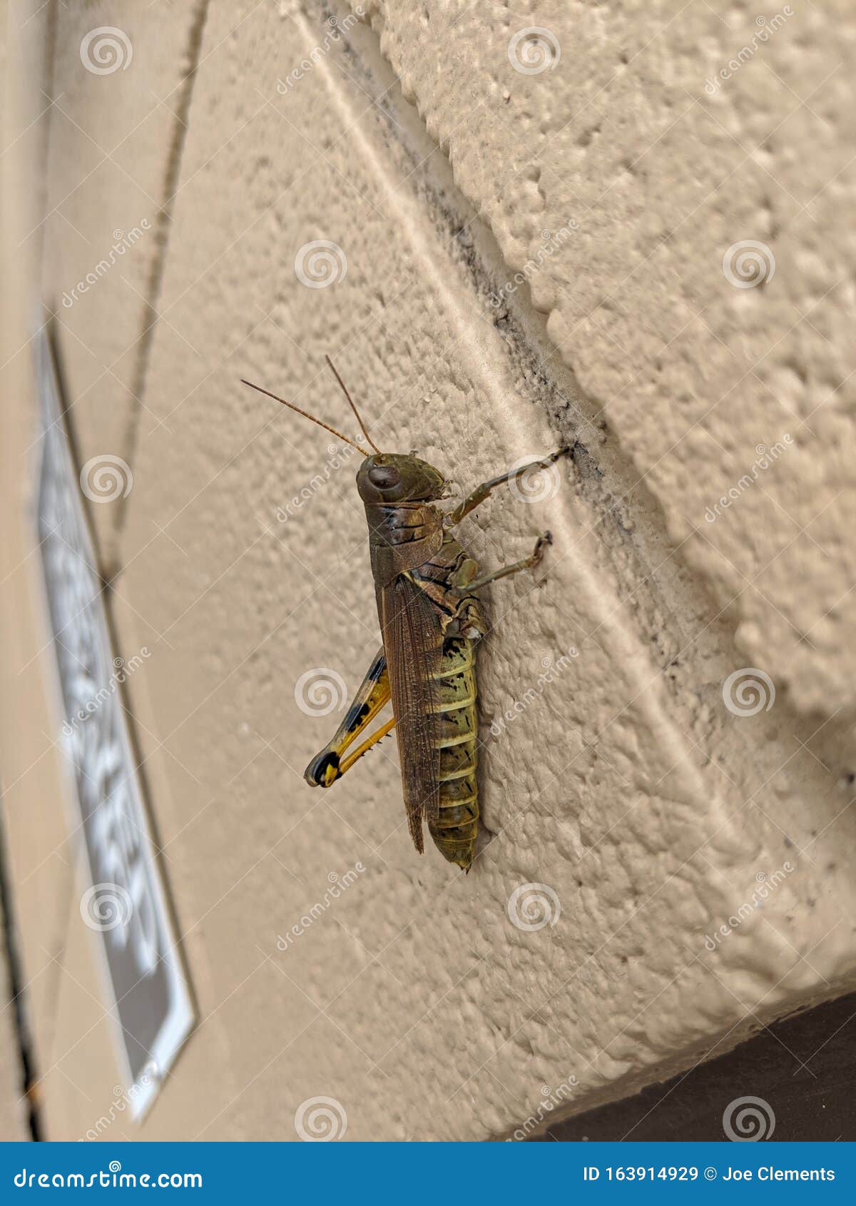 Grass Hopper Green Big Huge Stock Image - Image of green, grass: 163914929