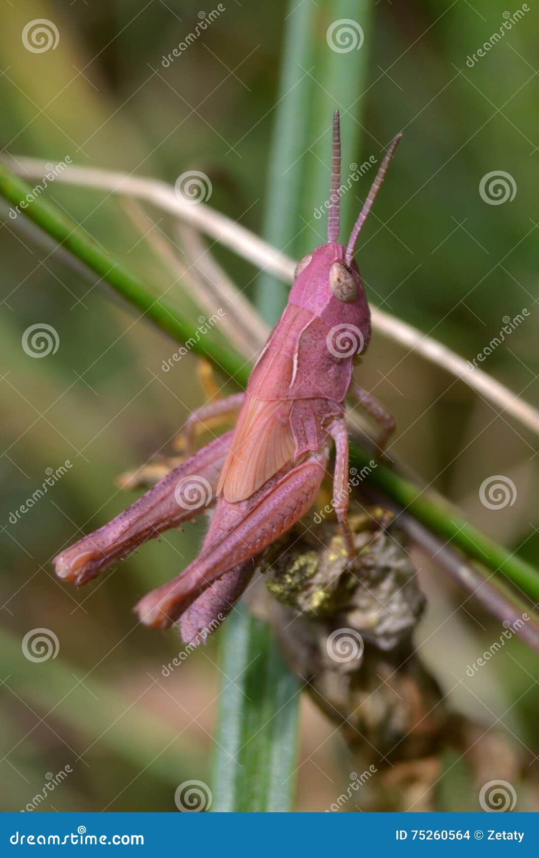 Grass hopper stock photo. Image of background, legs, feelers - 75260564