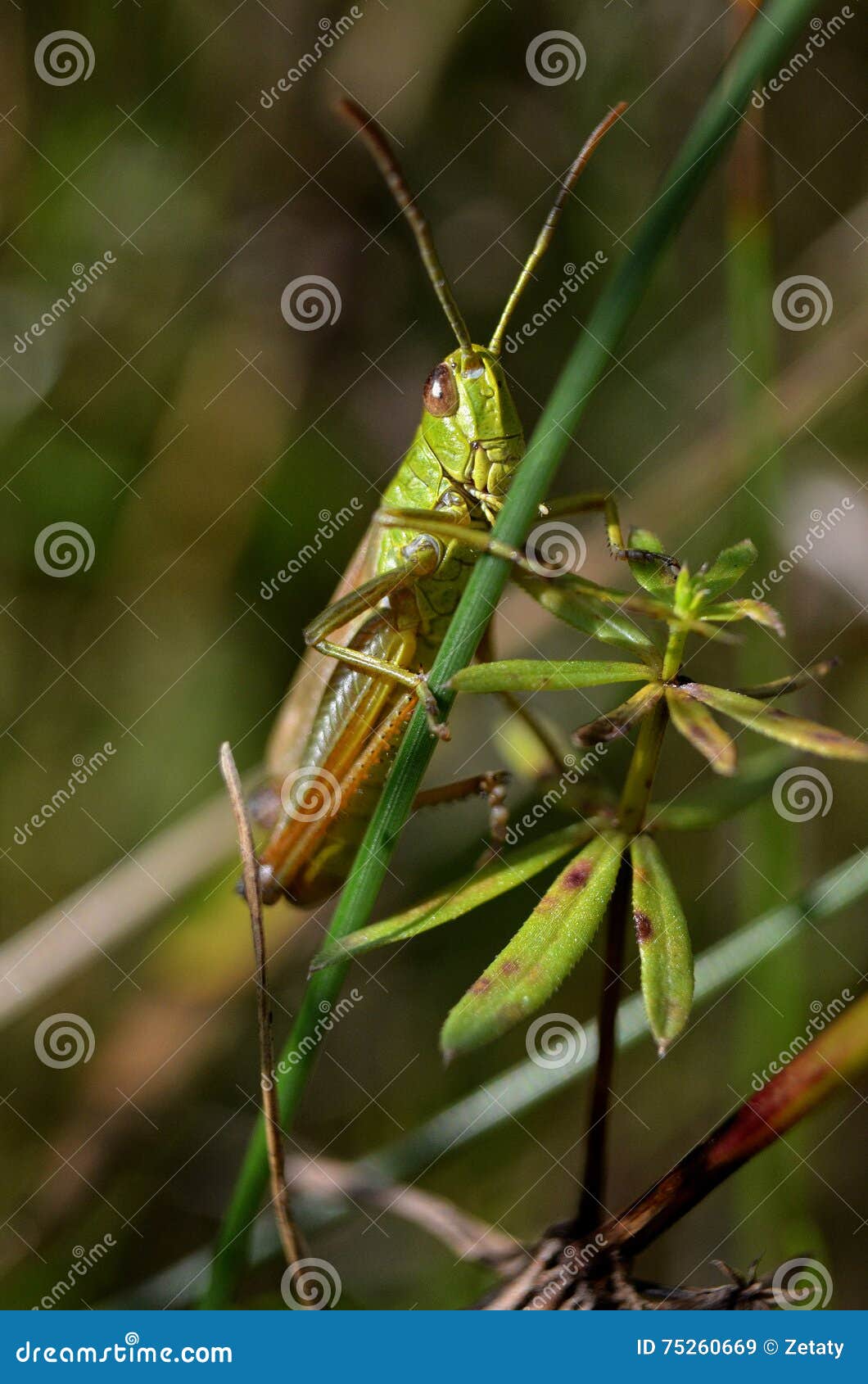 Grass hopper stock image. Image of ecology, green, legs - 75260669