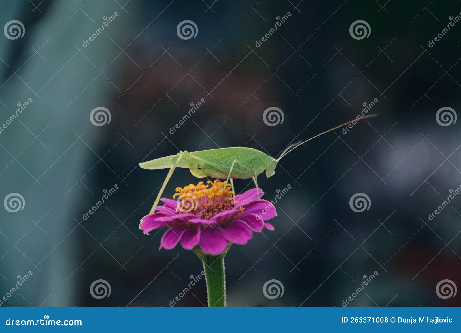 Grass hopper stock photo. Image of purple, blossom, pink - 263371008