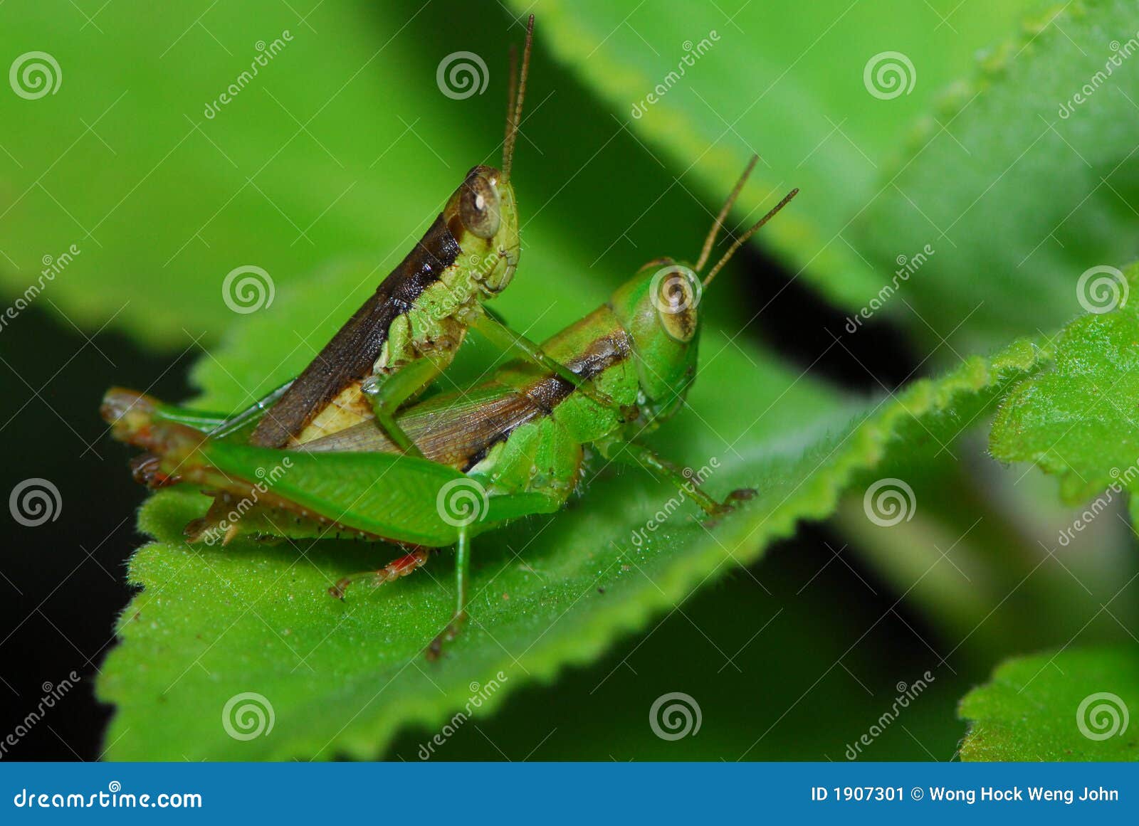 Grass hoppers stock image. Image of gardens, outdoors - 1907301