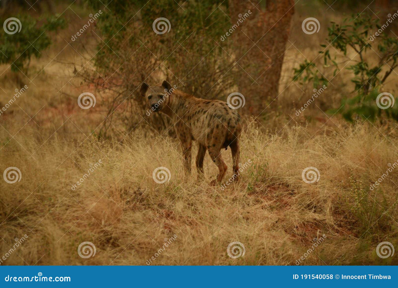 Grass, hyena, trees, stock photo. Image of deer, plant - 191540058