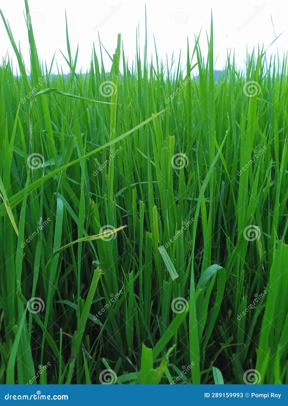 Grass image stock image. Image of like, beautiful, grass - 289159993