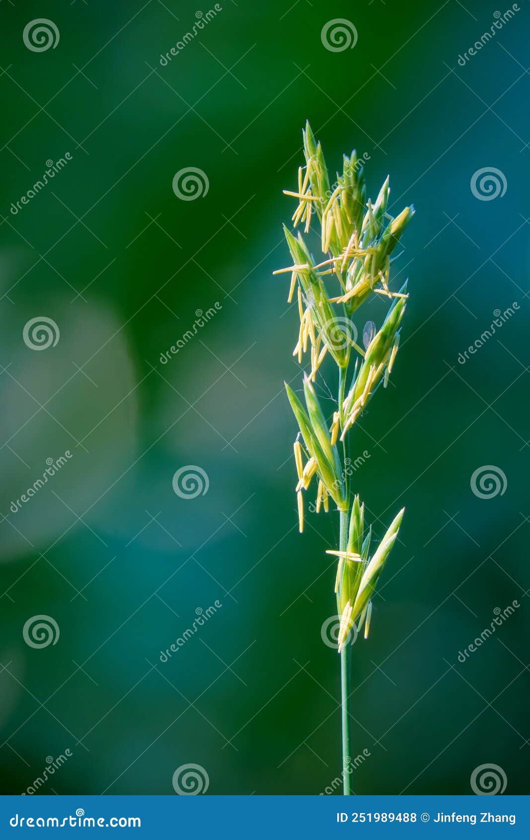 Grass inflorescence stock photo. Image of blossom, herb - 251989488