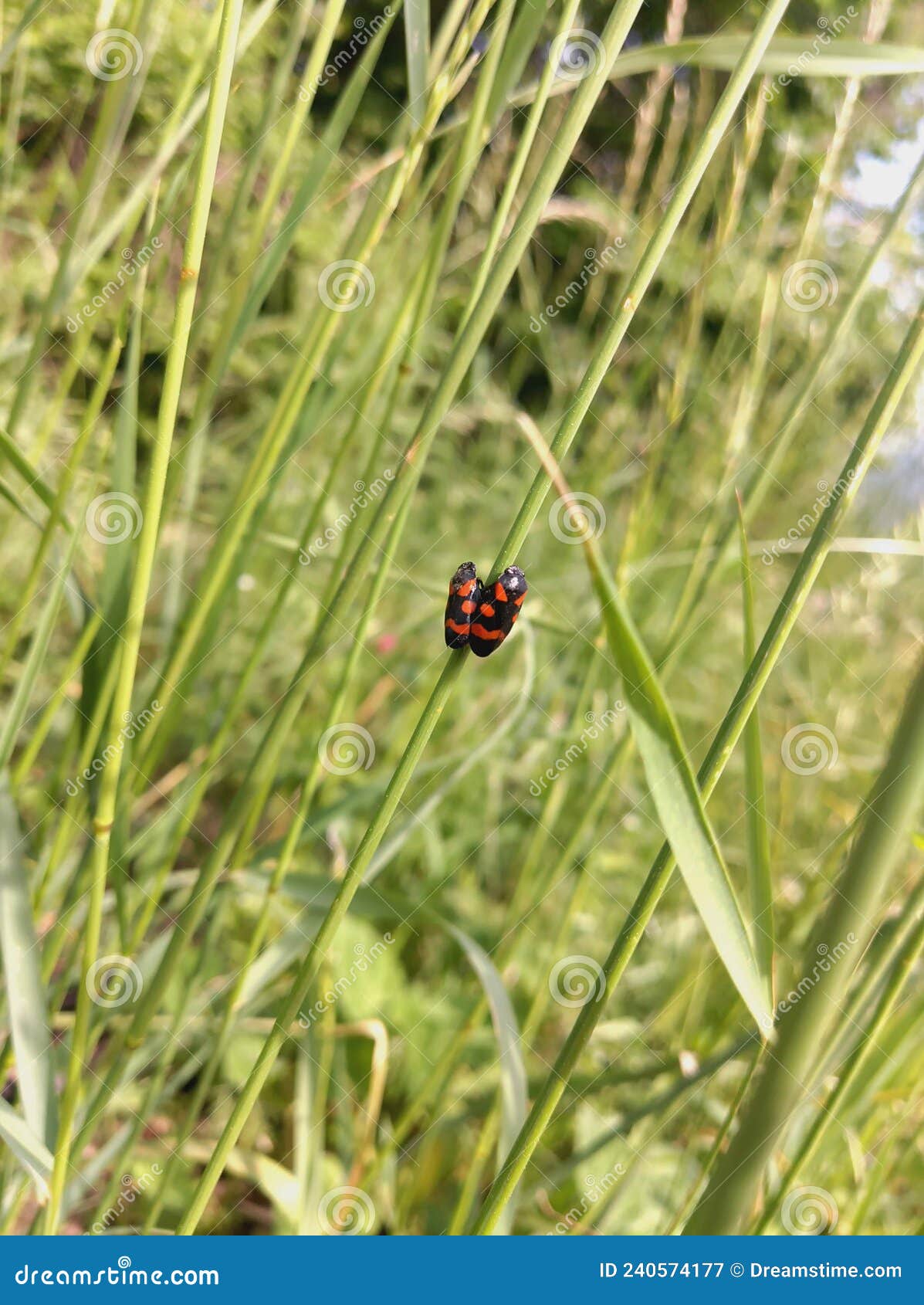 Grass Insect Plant Wildlife Lawn Stock Image - Image of prairie, insect ...