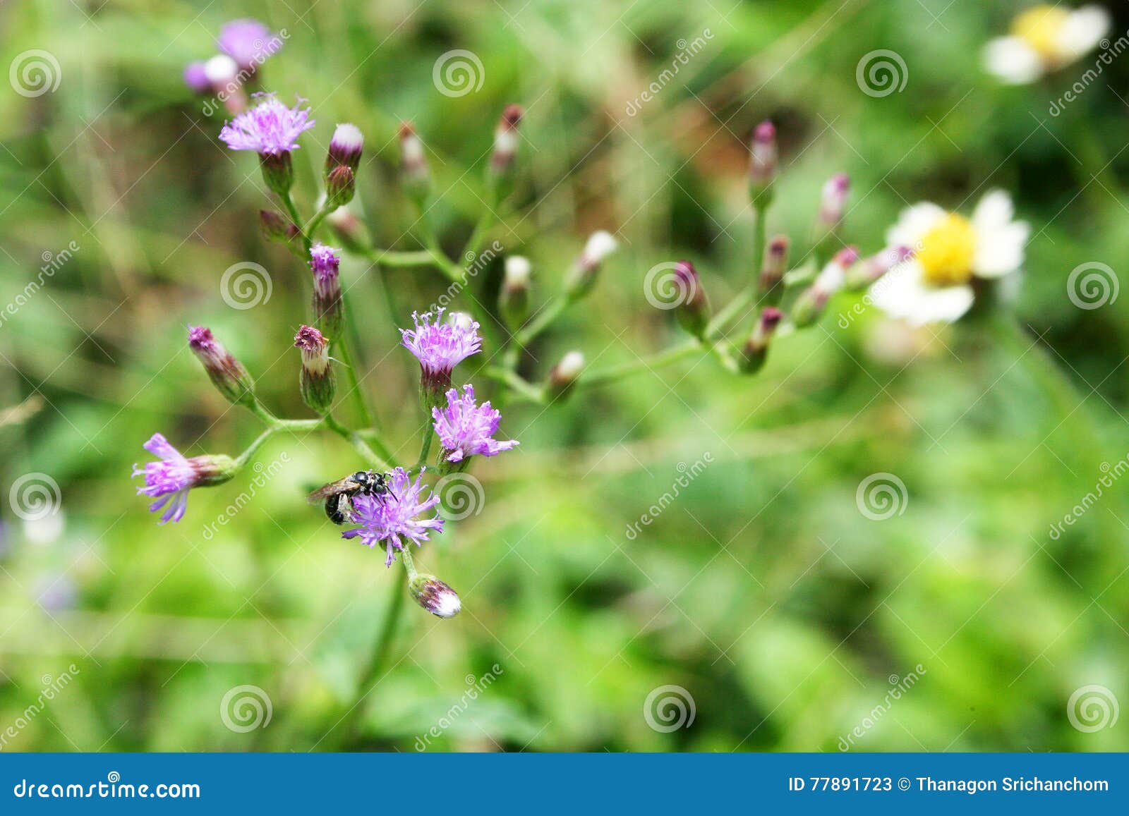 Grass and Insects in the Garden Stock Image - Image of insect, white ...