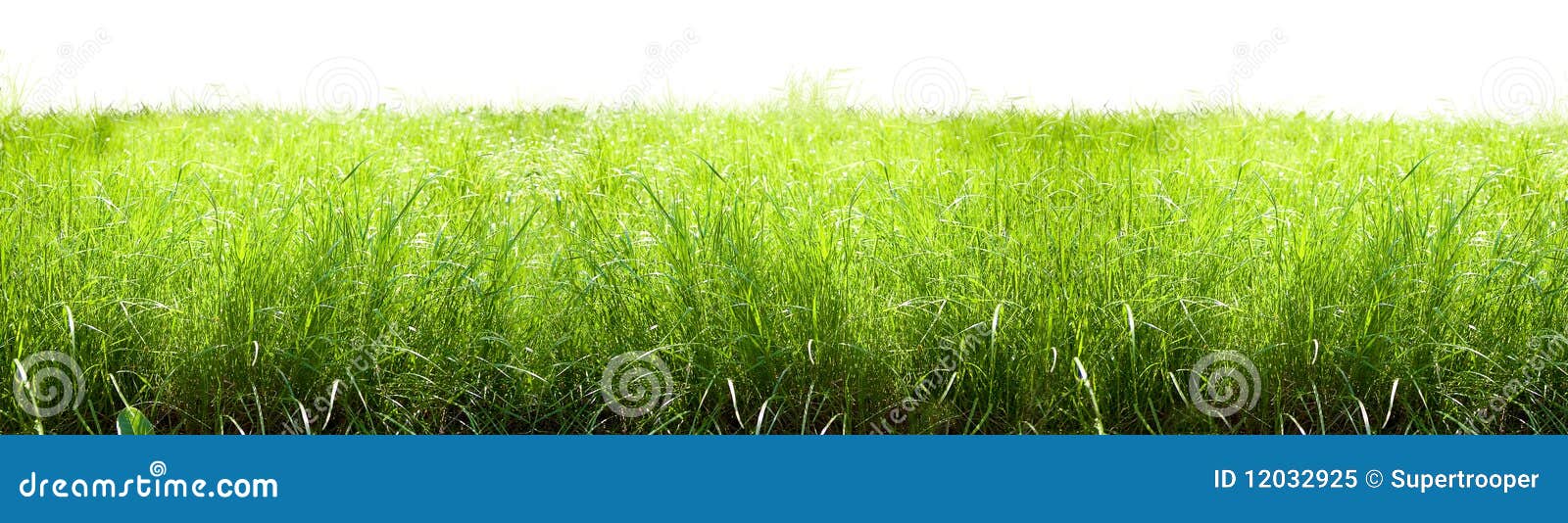 Grass isolated stock image. Image of vitality, green - 12032925