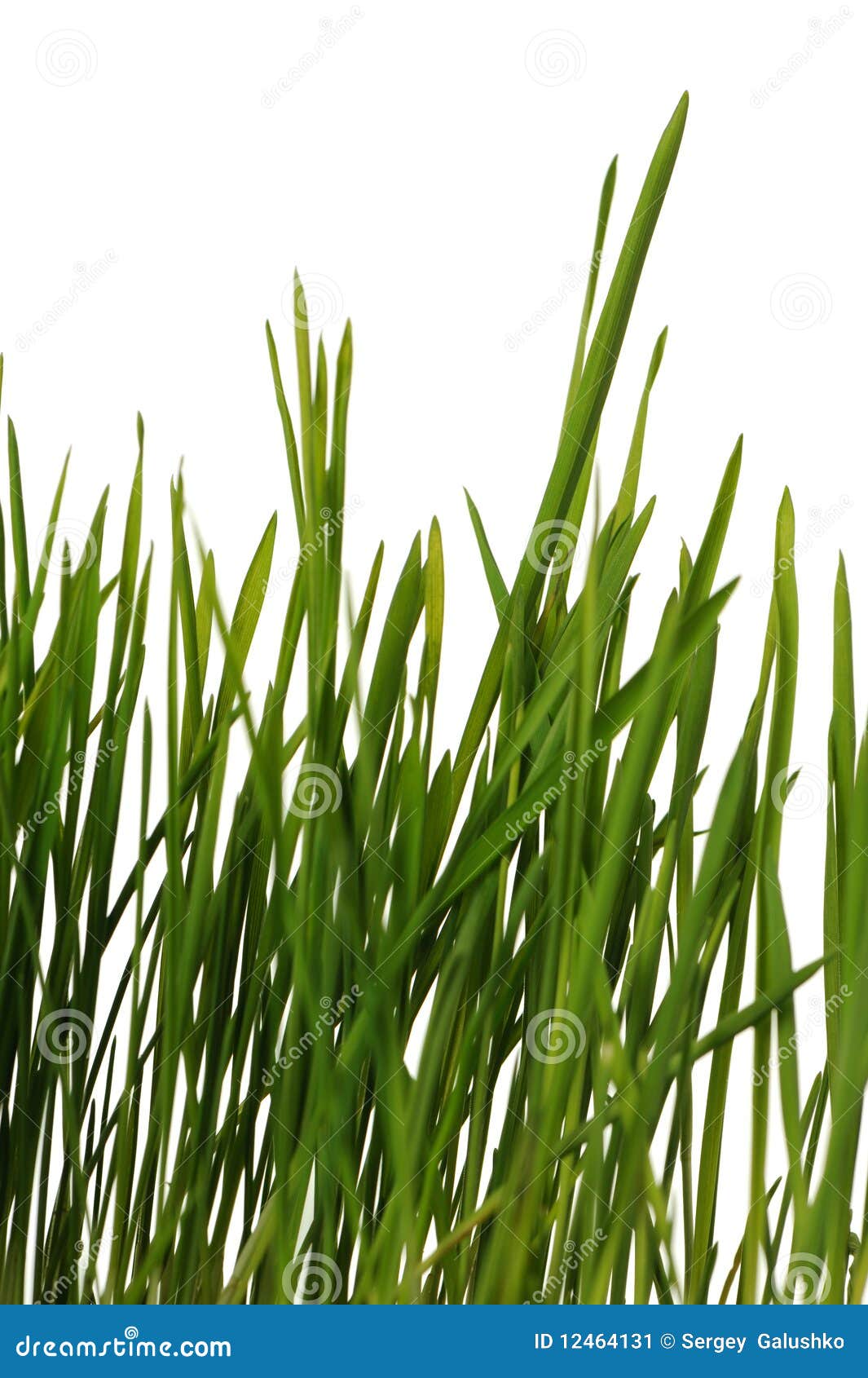 Grass is isolated stock image. Image of decor, growth - 12464131