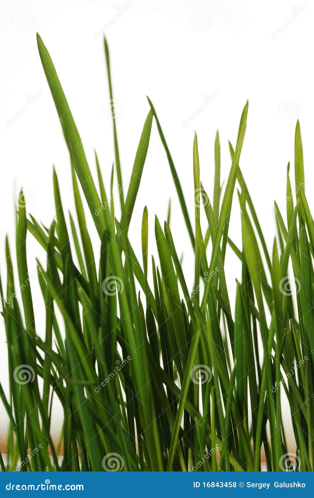 Grass is isolated stock photo. Image of ecology, lawn - 16843458