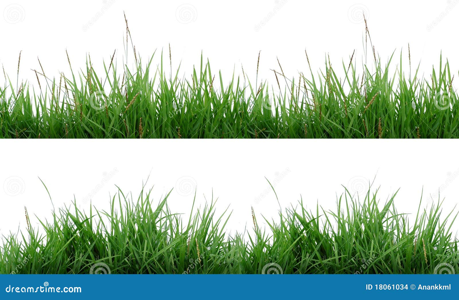 Grass isolated stock photo. Image of lawn, grass, floral - 18061034