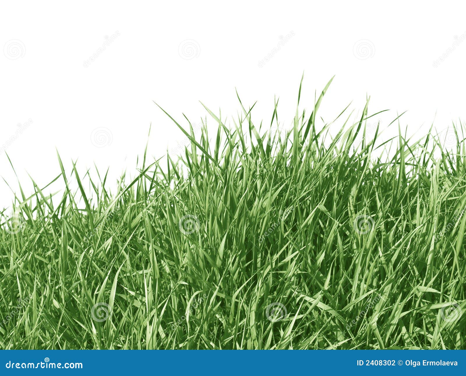 Grass isolated on white stock photo. Image of mother, close - 2408302