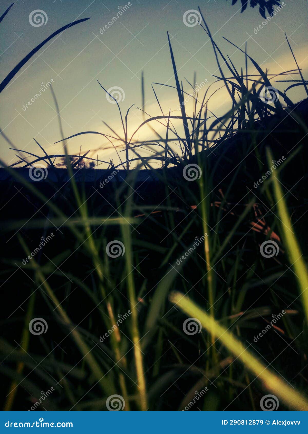 Grass in Java Night ,love You Stock Image - Image of love, night: 290812879
