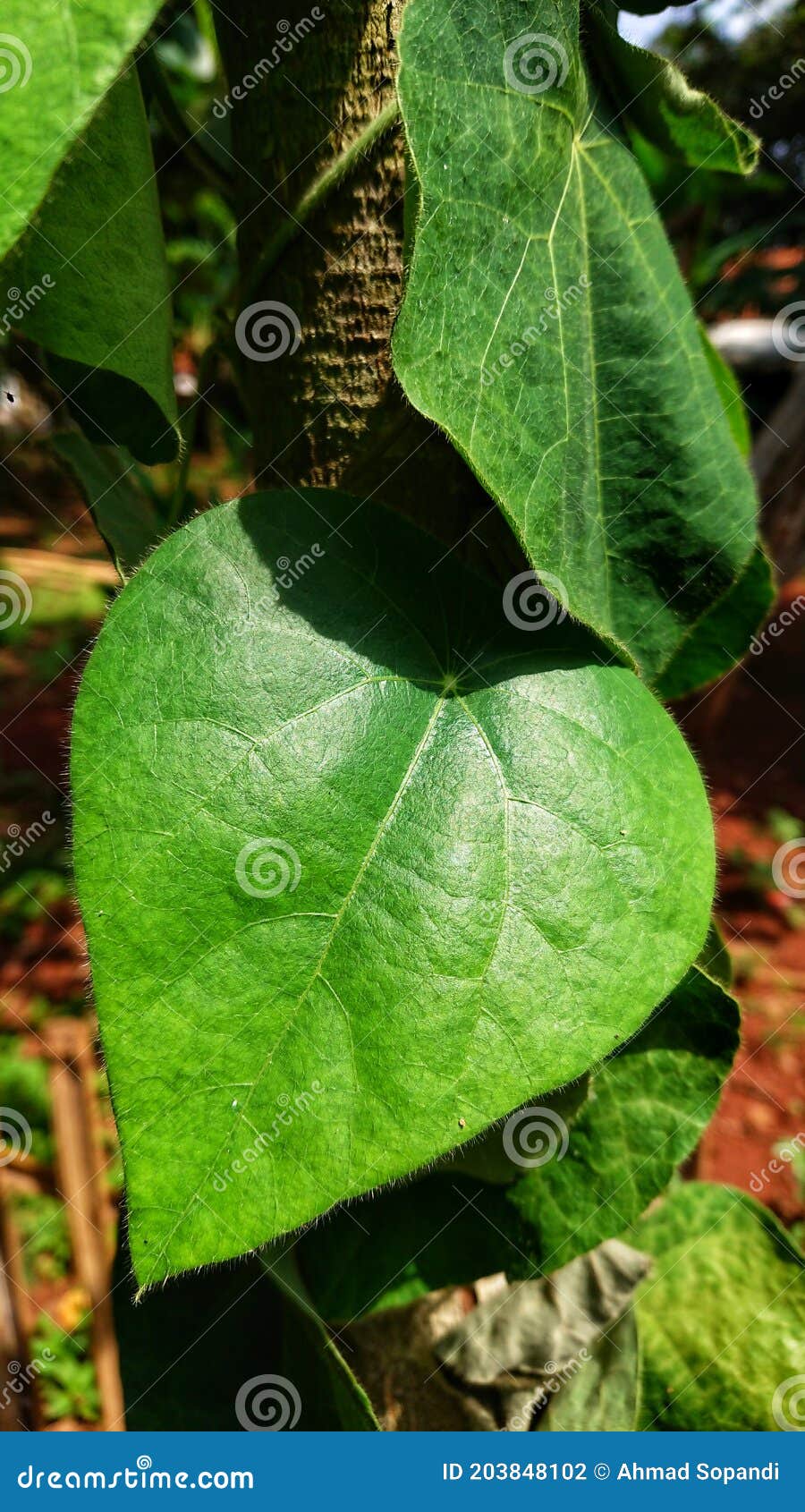 Grass Jelly Leaves that Vine in a Tree Stock Photo - Image of garden ...