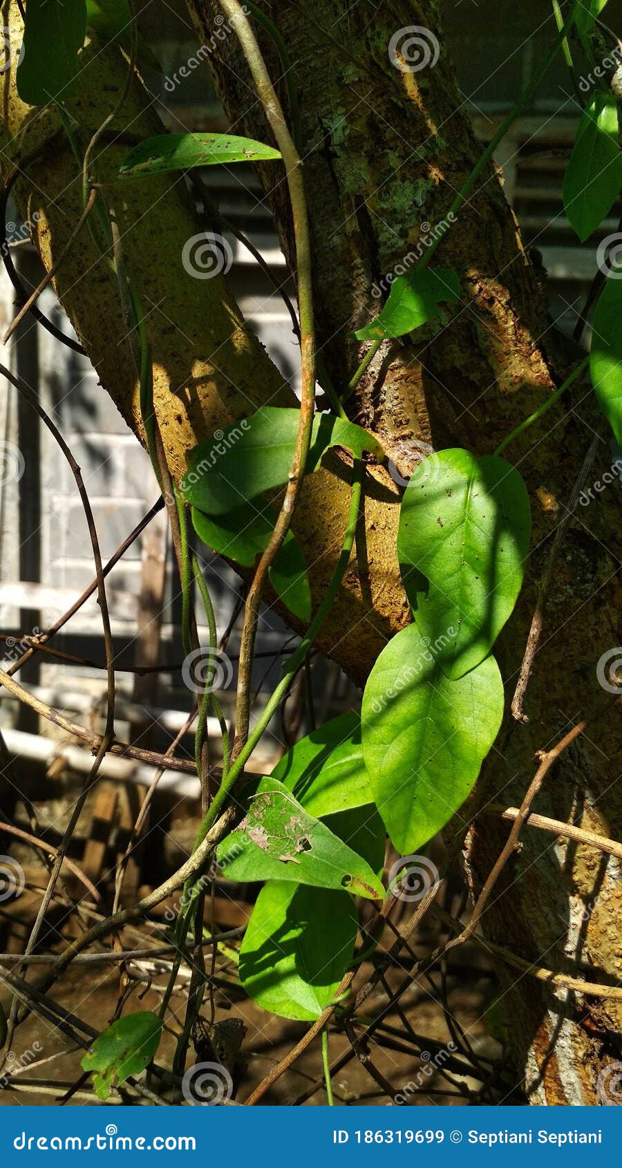 Grass jelly plant stock image. Image of clothing, play - 186319699