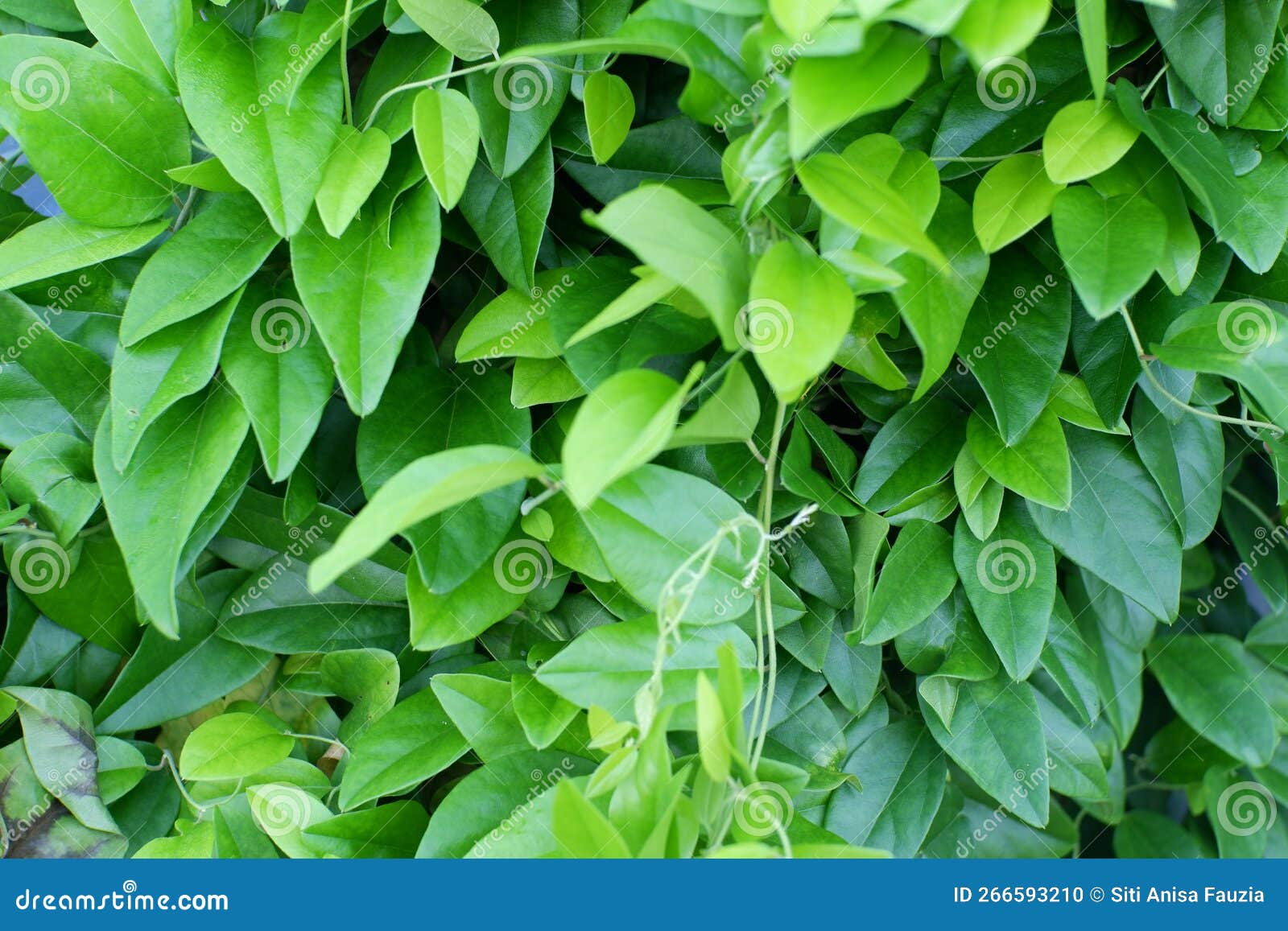 Grass Jelly is a Plant Whose Leaves Can Be Squeezed into a Thick Paste ...
