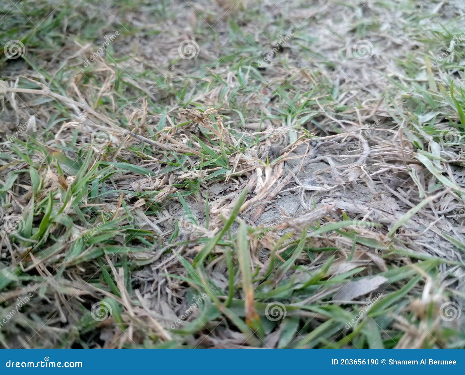 Grass in the jungle stock photo. Image of jungle, garden - 203656190