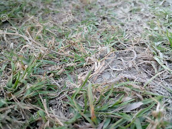 Grass in the jungle stock photo. Image of jungle, garden - 203656190