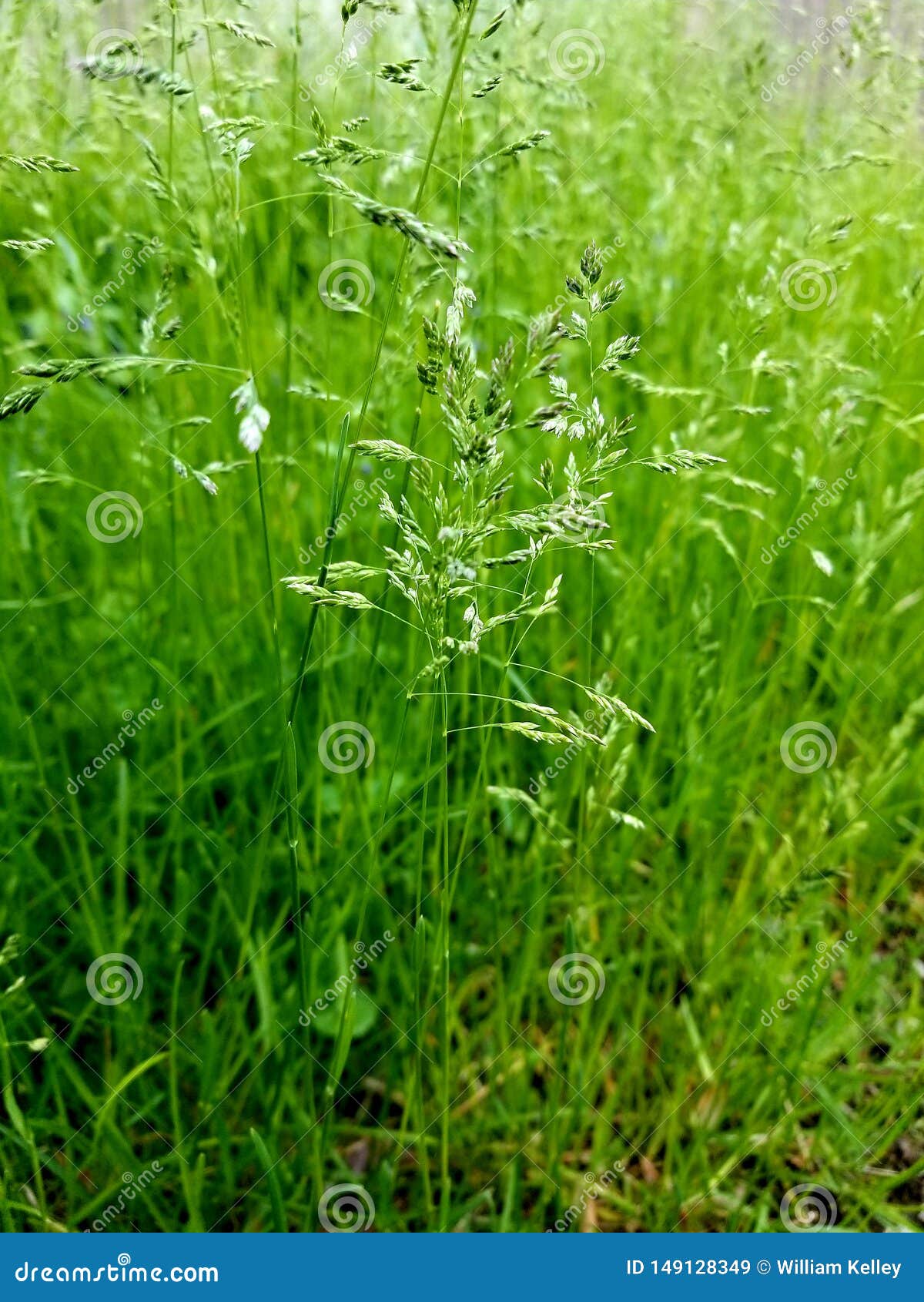 Grass, Just Plain Old Grass Stock Image - Image of wild, plain: 149128349