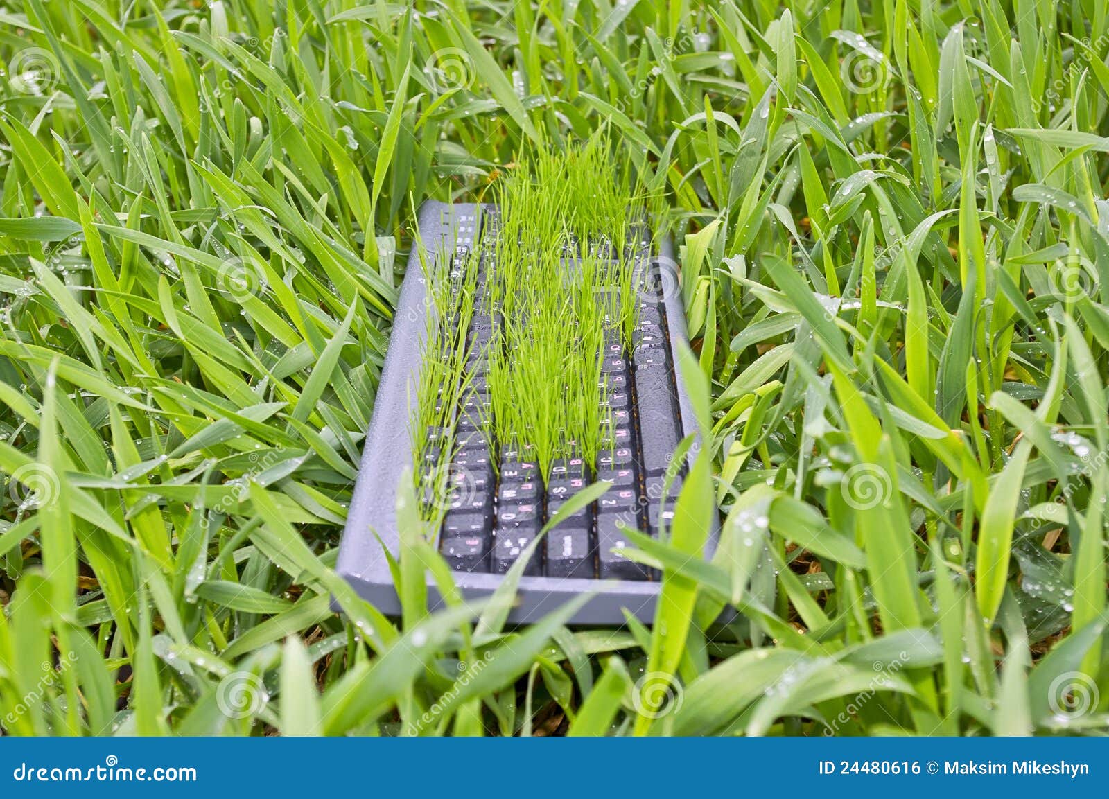 Grass in the keyboard stock photo. Image of signs, office - 24480616