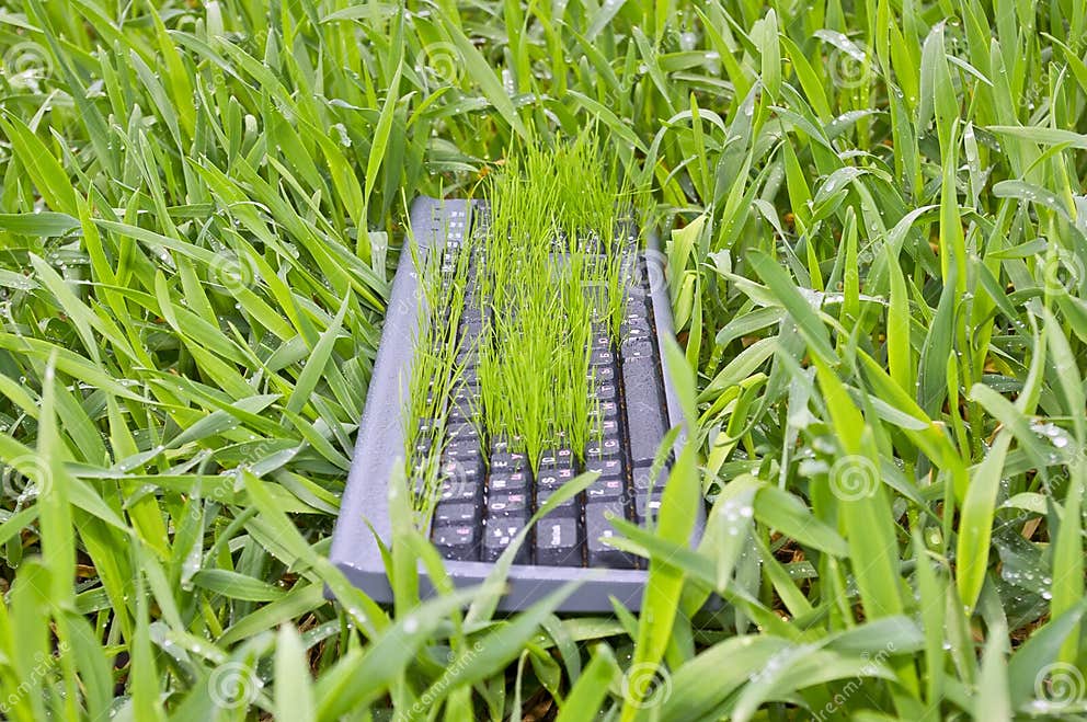 Grass in the keyboard stock photo. Image of signs, office - 24480616