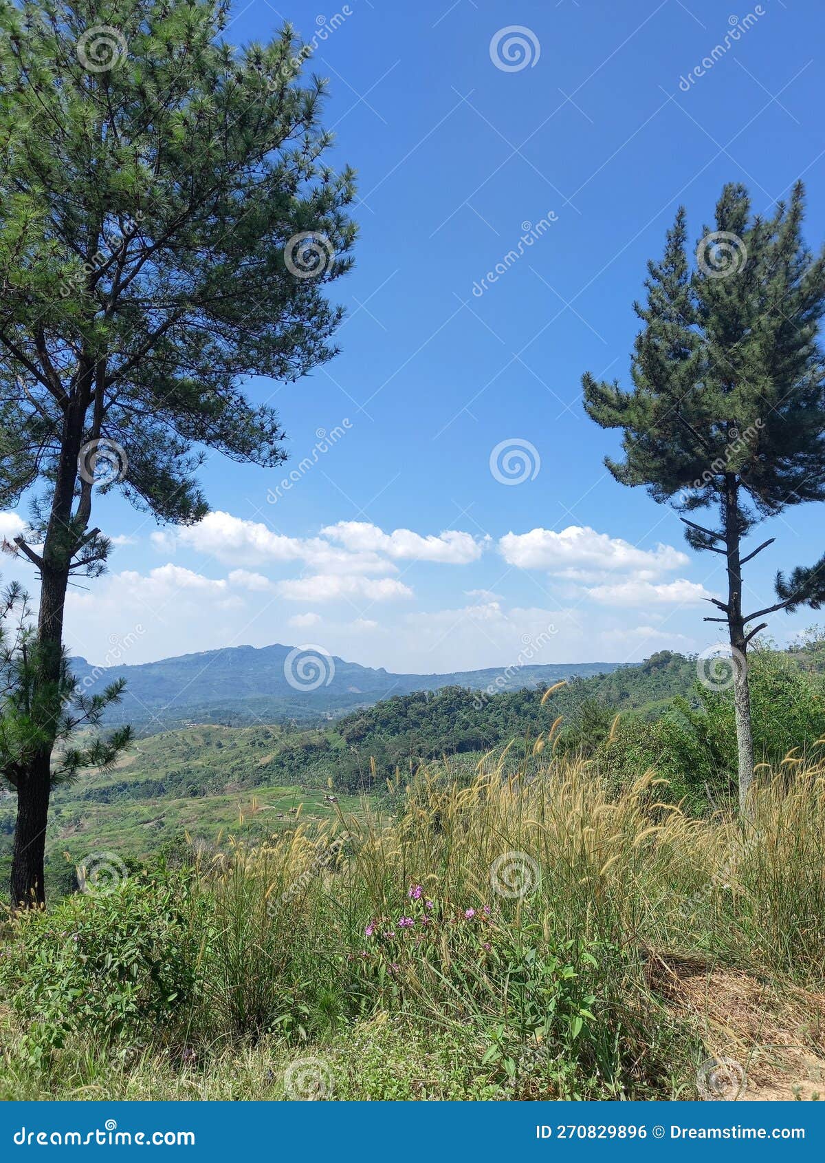 Grass Land and View of Mountain in West Java Stock Photo - Image of ...