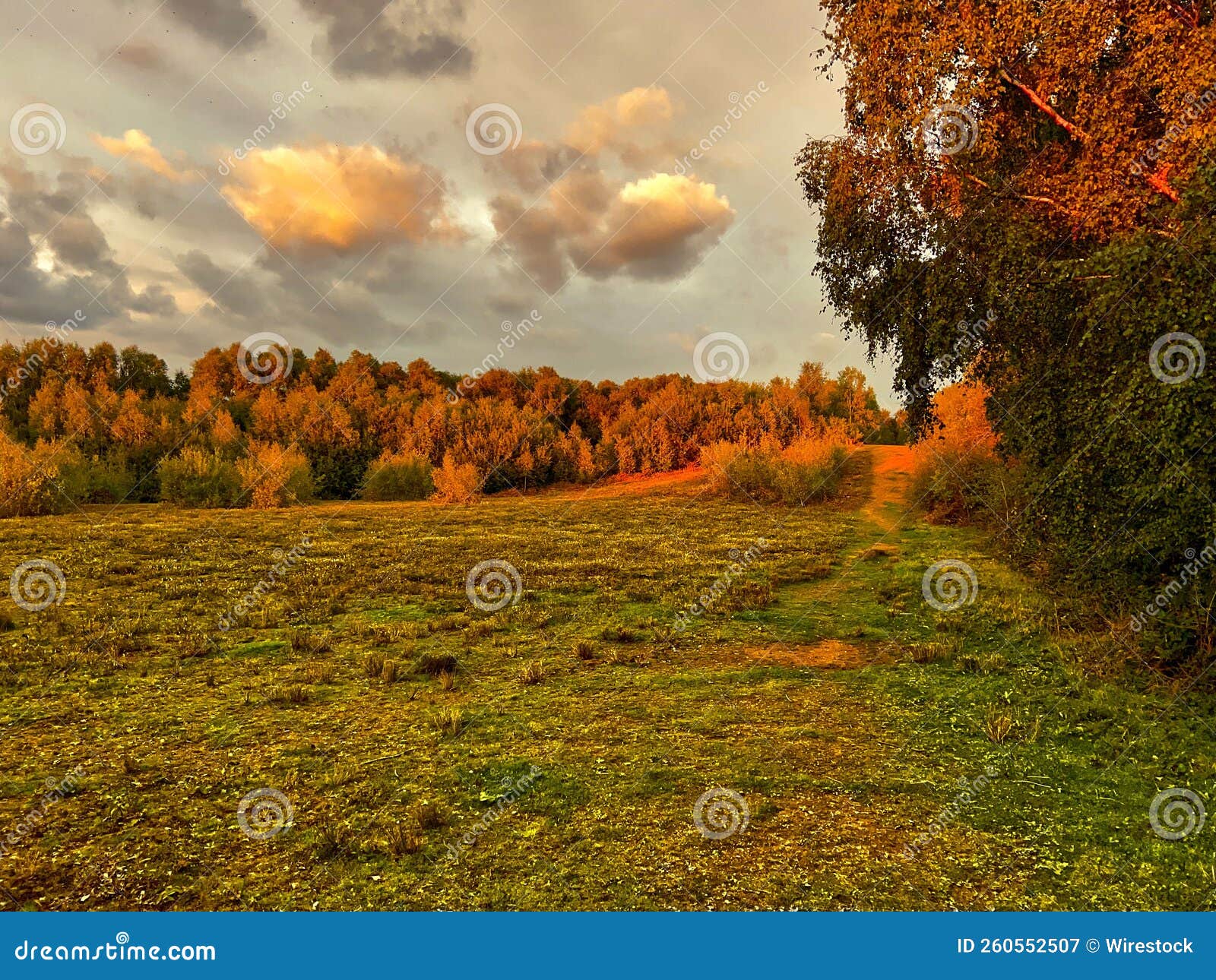 Grass Landscape with Trees in Fall and Cloudy Sky Stock Image - Image ...