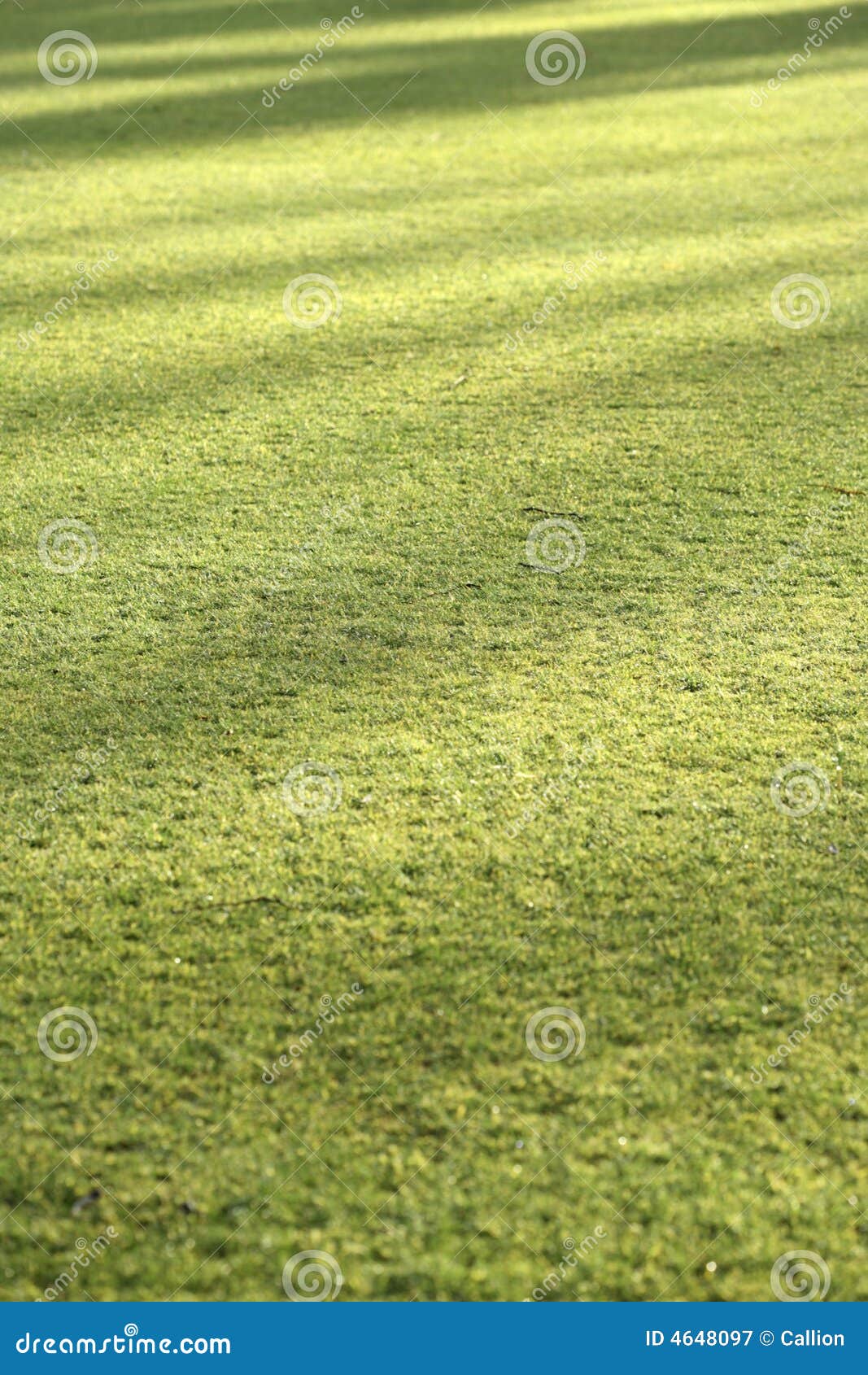 Grass Lawn Background with Evening Shadows Stock Image - Image of ...