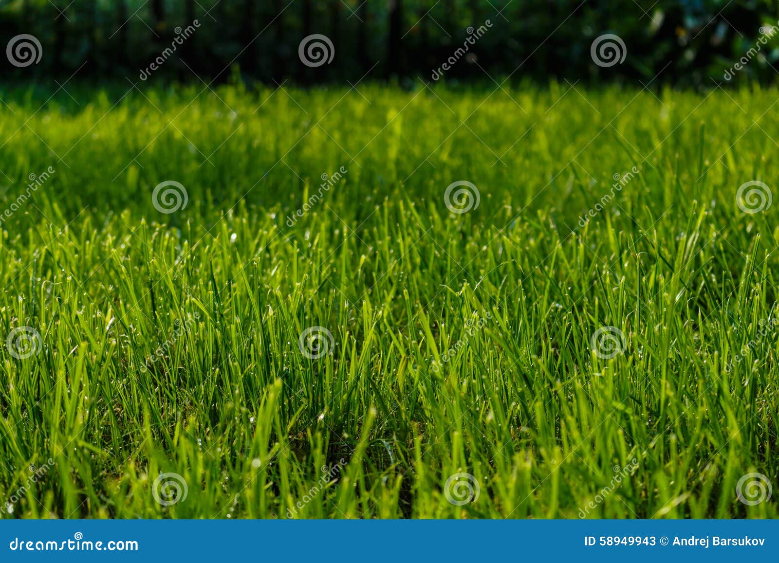 Grass lawn. stock image. Image of agriculture, flora - 58949943