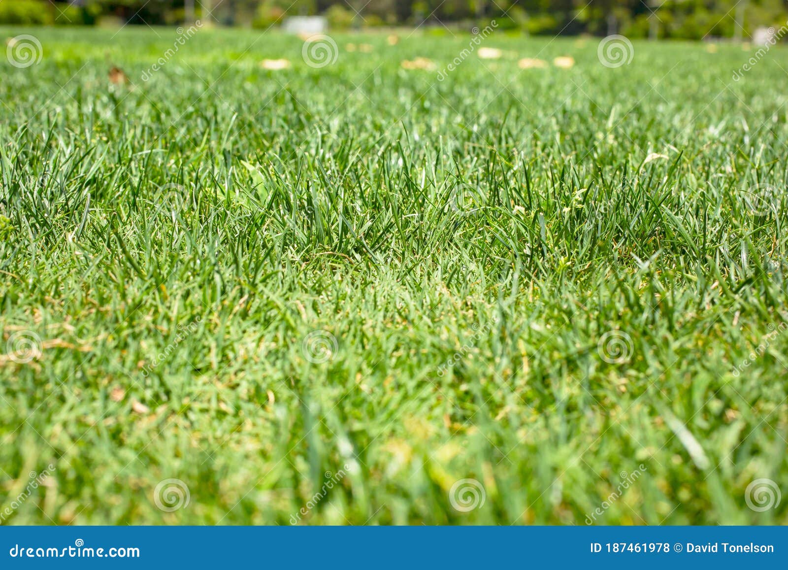 Grass lawn stock photo. Image of grass, place, exterior - 187461978
