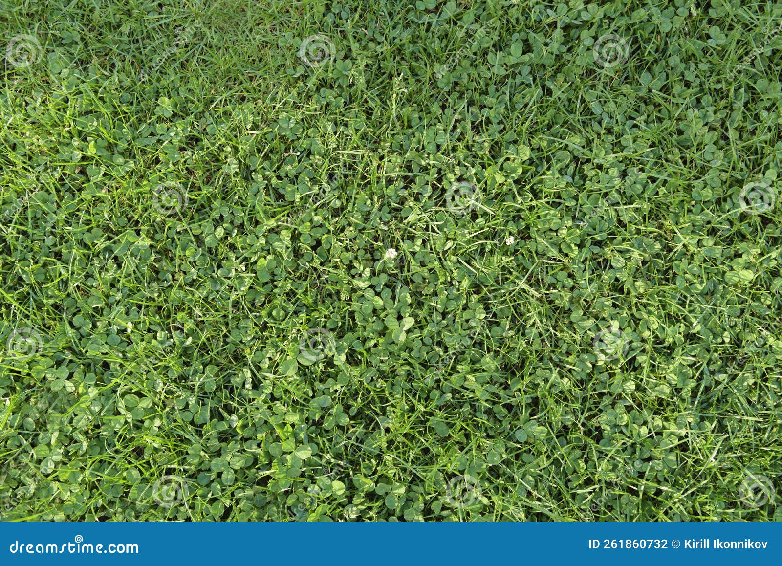 Grass on the Lawn with Overgrown Clover Stock Photo - Image of floral ...