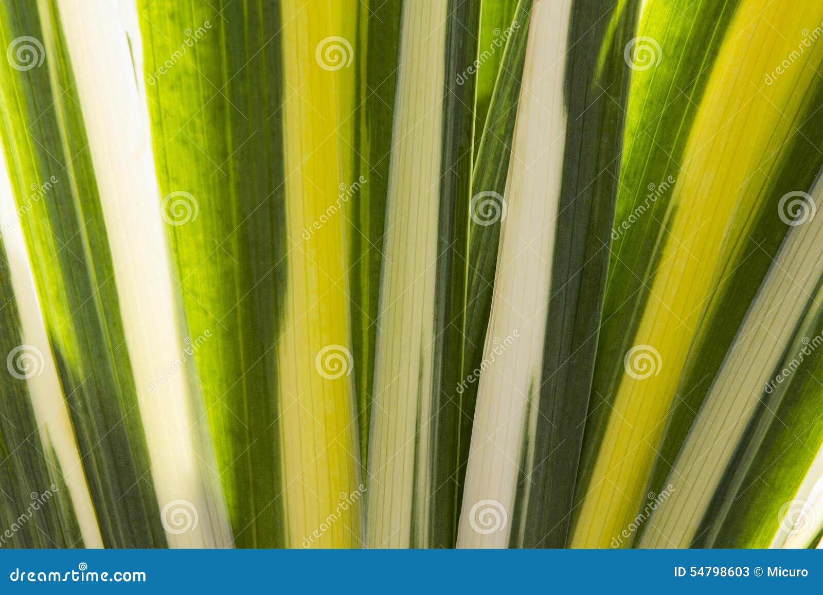 Leaf Line Pattern, Green Nature Background From Leaf. Royalty-Free ...