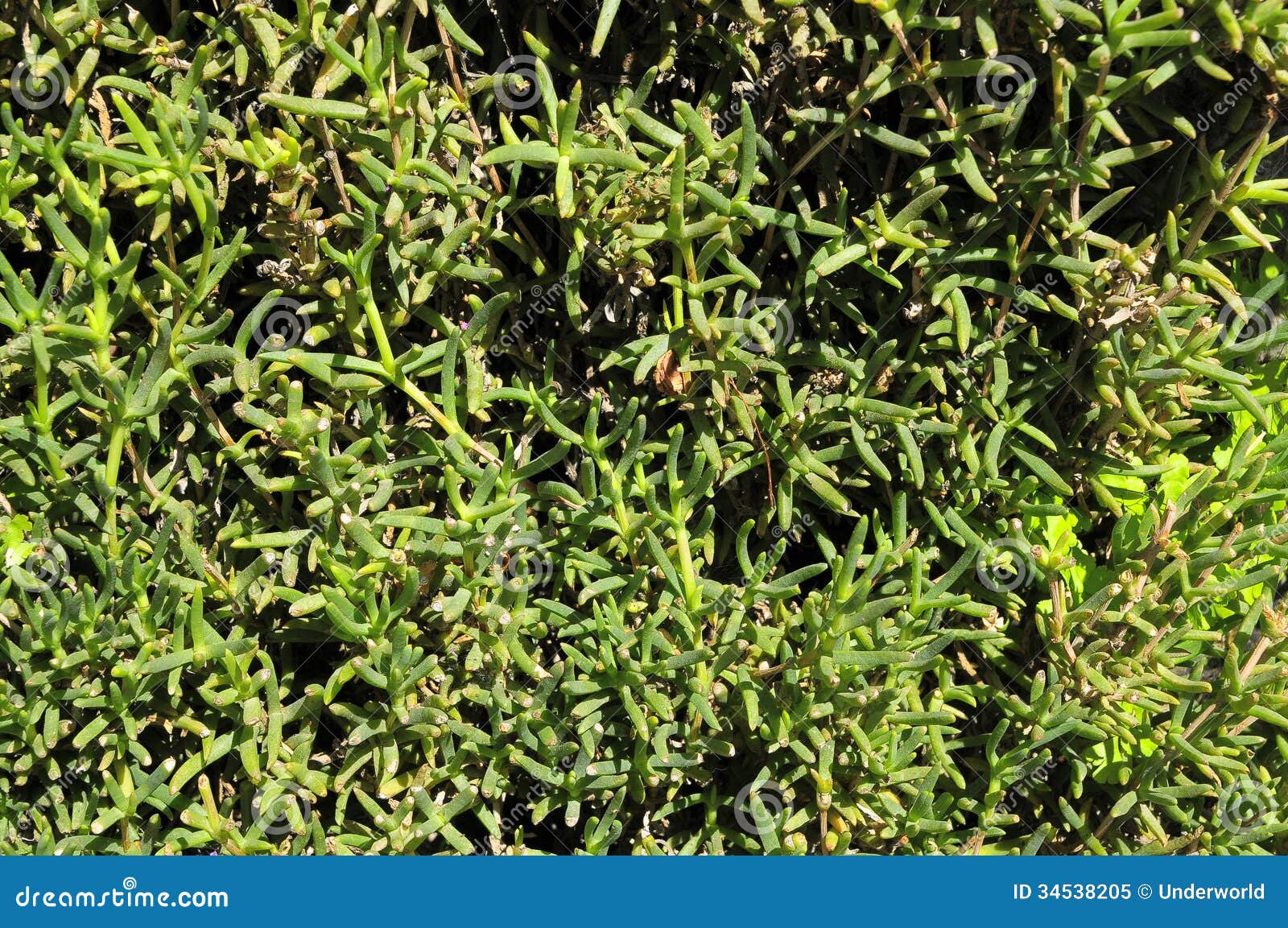 Grass Leaf Texture stock image. Image of putting, grow - 34538205