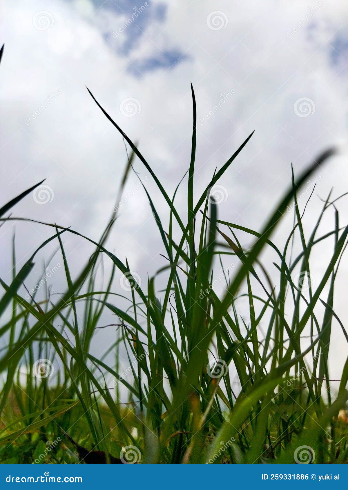 From the Grass we Learn that Even without Care it Can Still Grow Stock ...