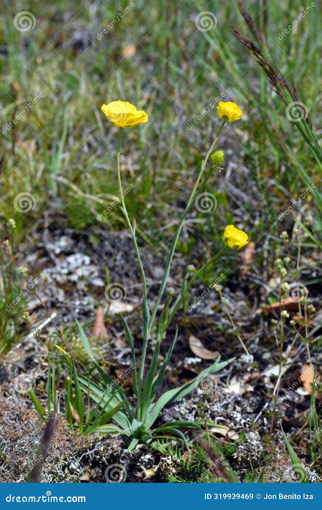 The Grass-leaved Buttercup (Ranunculus Gramineus) in Flower Stock Image ...