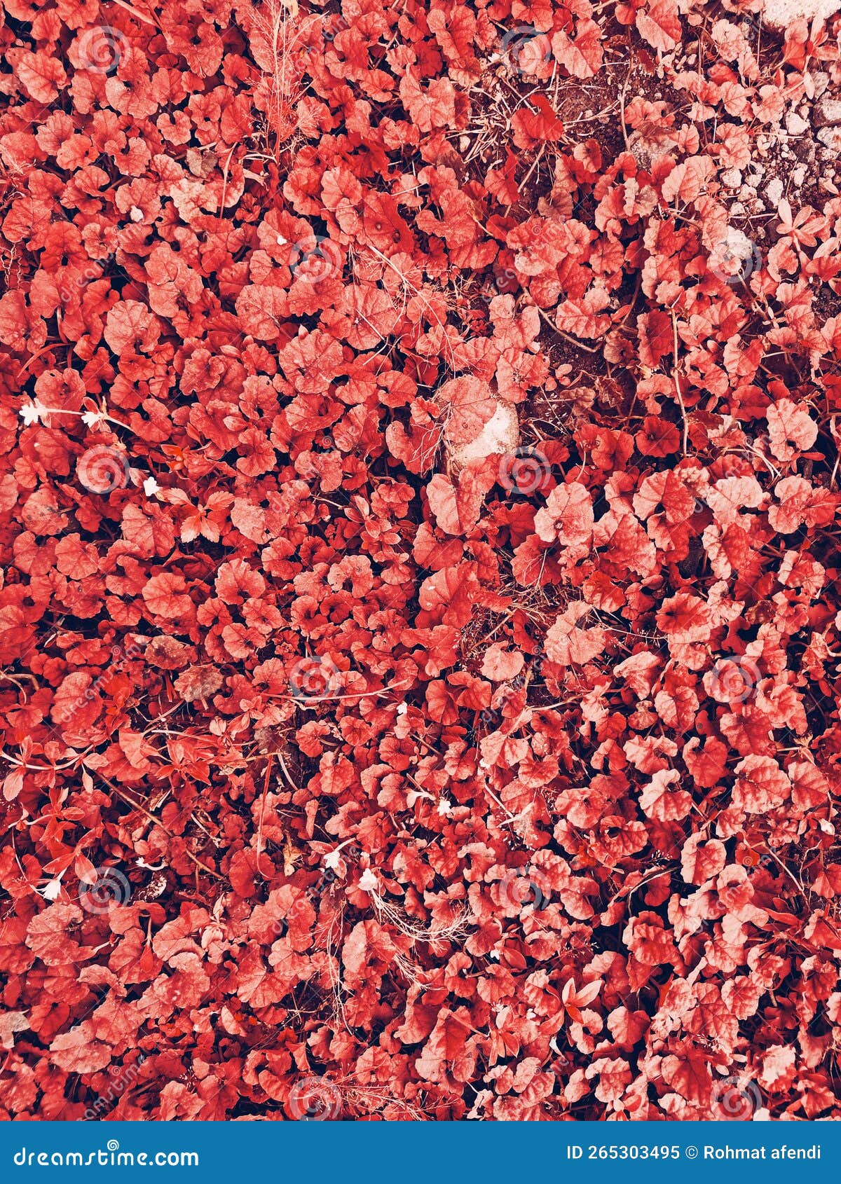 The Grass Leaves Lay on Red Field Stock Image - Image of food, asphalt ...