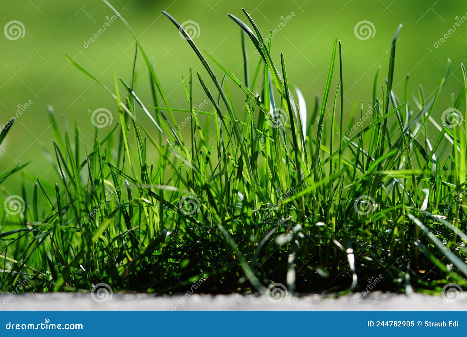 On the grass level stock image. Image of sunlight, flower - 244782905
