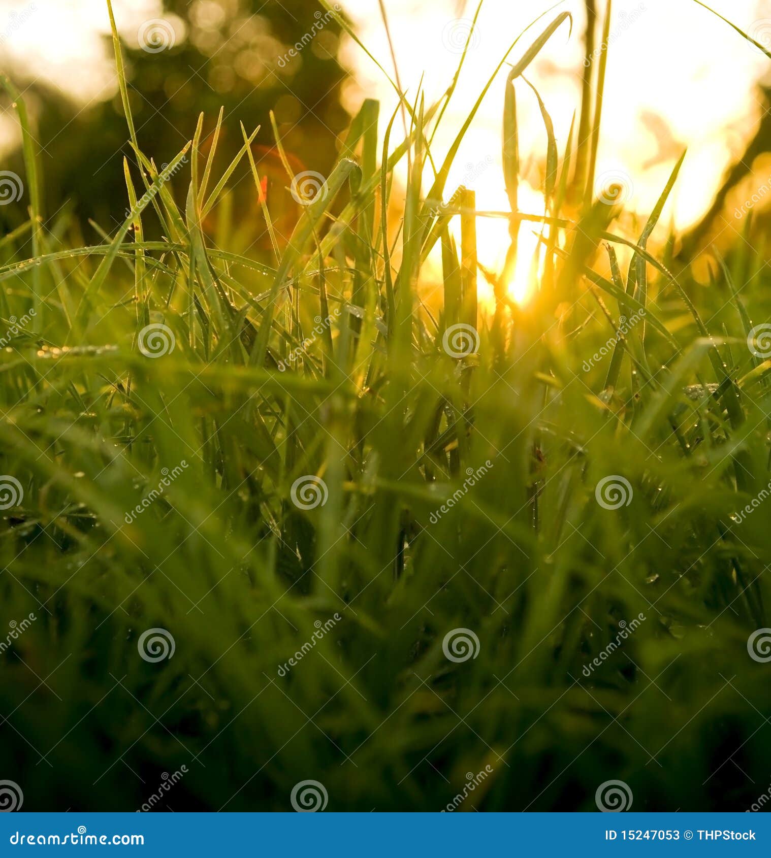Grass Level Sunrise stock image. Image of spring, grass - 15247053