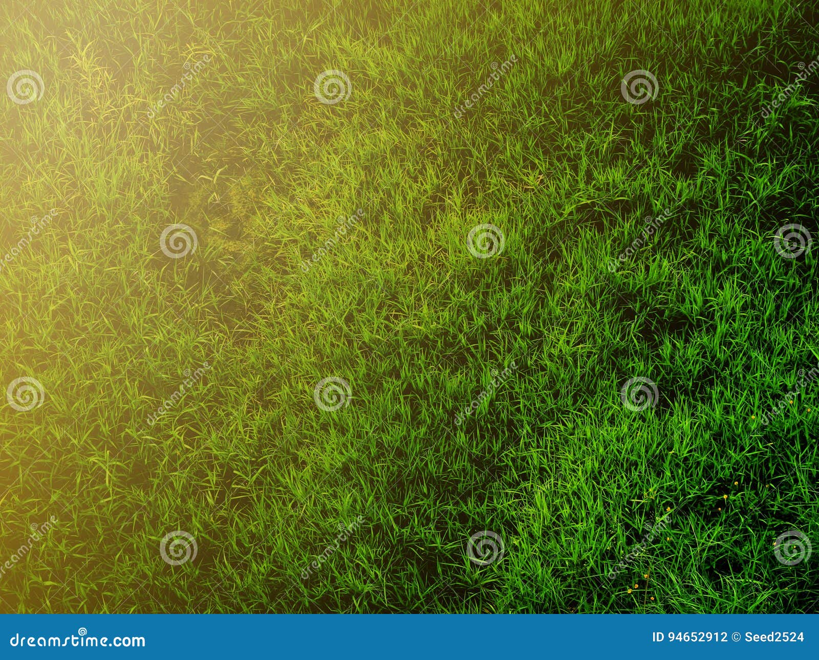 Grass on light color. stock photo. Image of flora, color - 94652912